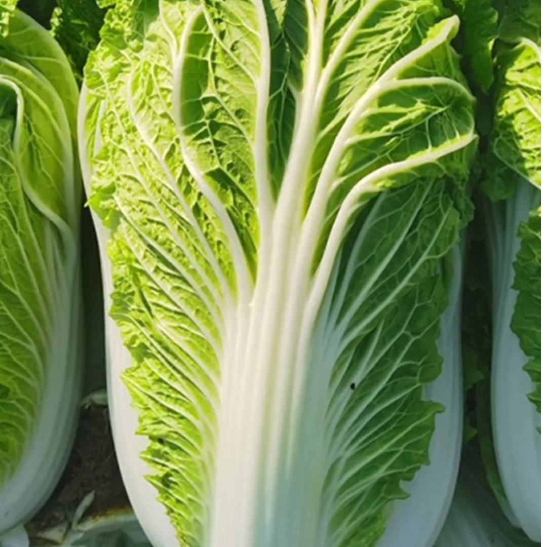 Cabbage - Napa | Valley Fresh Harvest